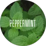 Best Xylitol Gum Review - Top 5 Sugar Free Alternatives - DentalsReview